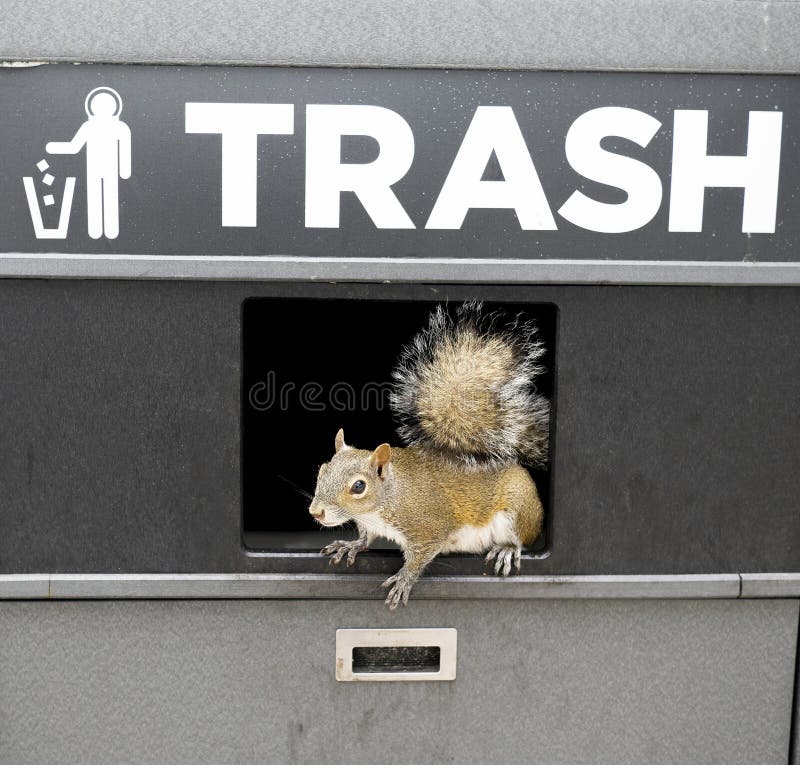 Squirrel Climbing Out of Trash Can Stock Image - Image of climbing ...