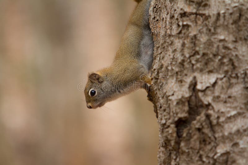 Squirrel climbing a tree stock image. Image of climbs - 42010241