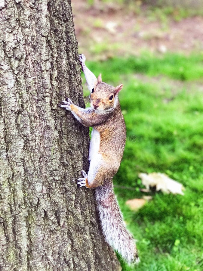 Gray Squirrel Tree Staring stock photo. Image of plant - 25767638