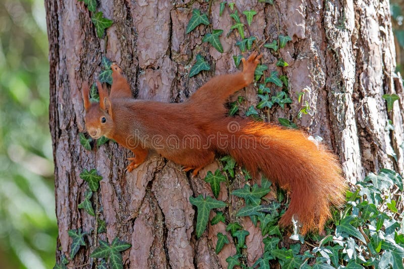 Red Squirrel on a Tree in the Forest. Shallow Depth of Field. Stock ...