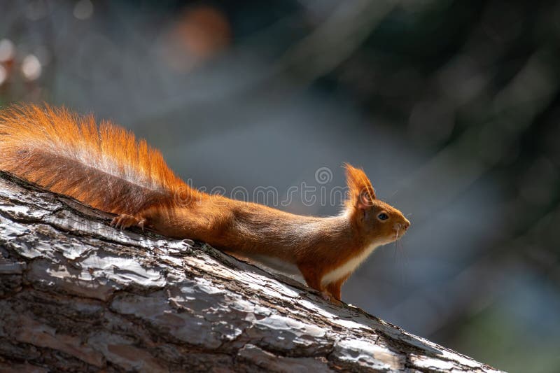 Red Squirrel on a Tree in the Sun. Stock Image - Image of fauna, cute ...