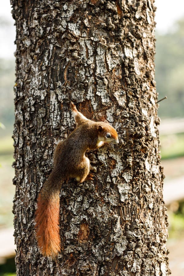 Squirrel Climbing a Tree in Park Stock Image - Image of green, cute ...