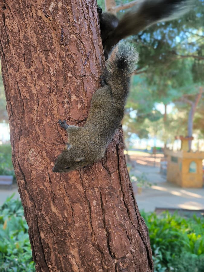 Squirrel Climbing a Tree in a Park. Stock Image - Image of leaves ...
