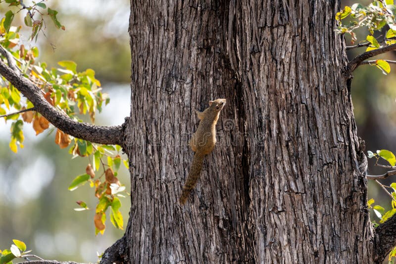 Squirrel Climbing on a Tree Stock Image - Image of nature, park: 152541723