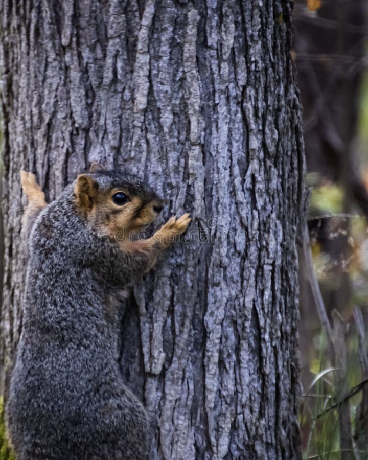Squirrel Climbing a Tree stock image. Image of backya - 246625347