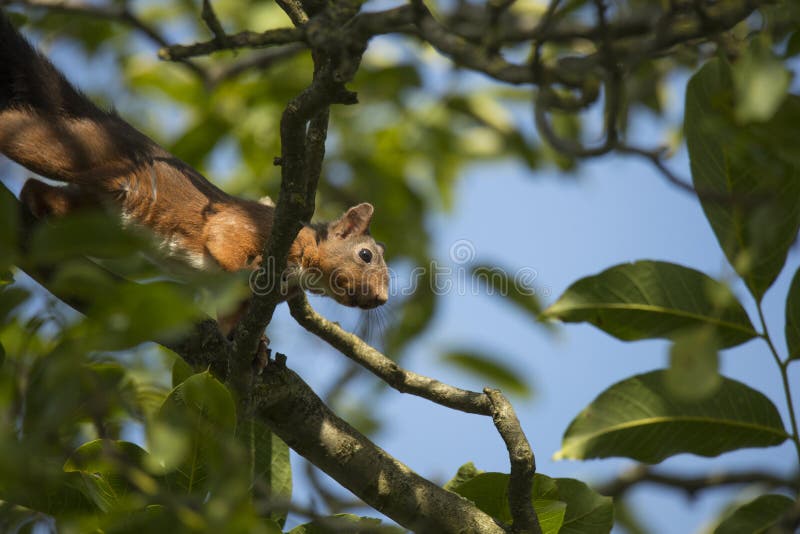 Squirrel climbing tree stock image. Image of brown, autumn - 104020681