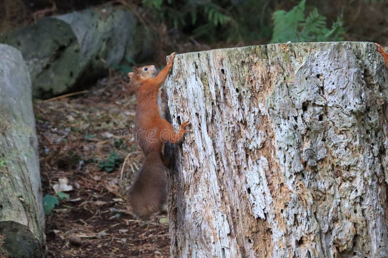Squirrel Climbing a Tree Stump in a Forest Stock Image - Image of ...