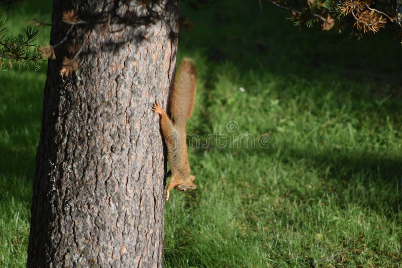 Squirrel Climbing Up a Pine-tree Stock Photo - Image of squirrel ...