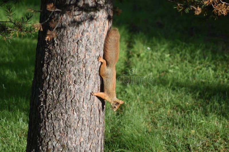 Squirrel Climbing Up a Pine-tree Stock Photo - Image of wood, forest ...
