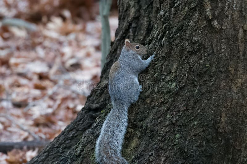 Squirrel Climbing Up the Side of a Tree in the Woods Stock Photo ...