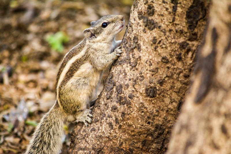 A Squirrel Climbing Up the Tree Stock Photo - Image of camera, animal ...