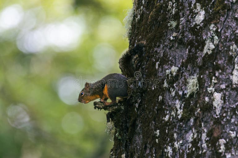 A Squirrel is Climbing Up a Tree Stock Image - Image of rodent, wood ...
