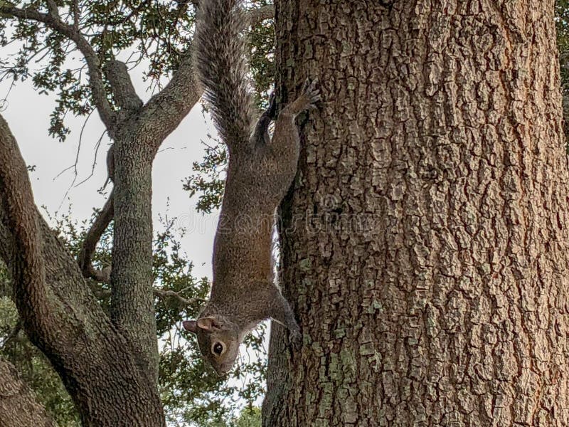 Squirrel Climbing Up a Tree Stock Image - Image of fall, brown: 108456517