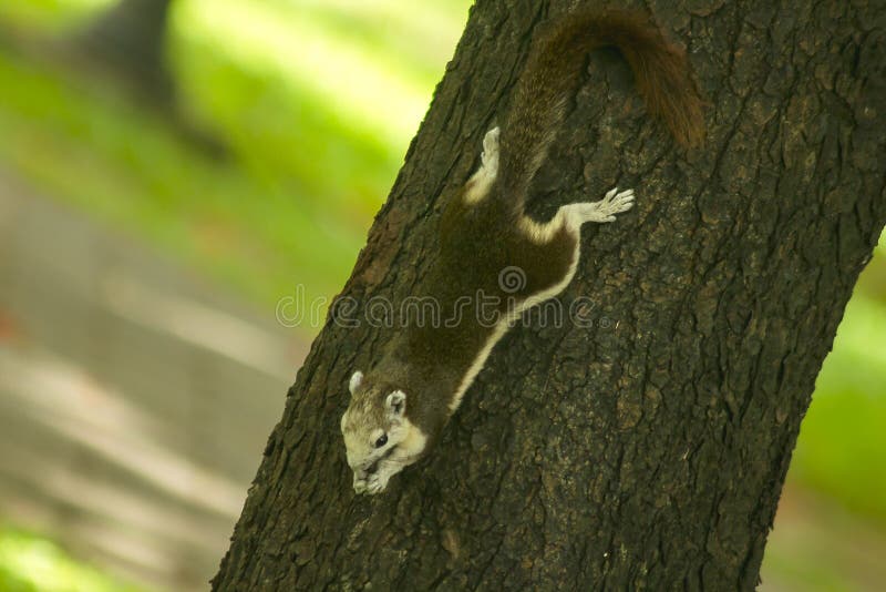 The Squirrel is Climbing Up the Tree. Stock Photo - Image of pine ...