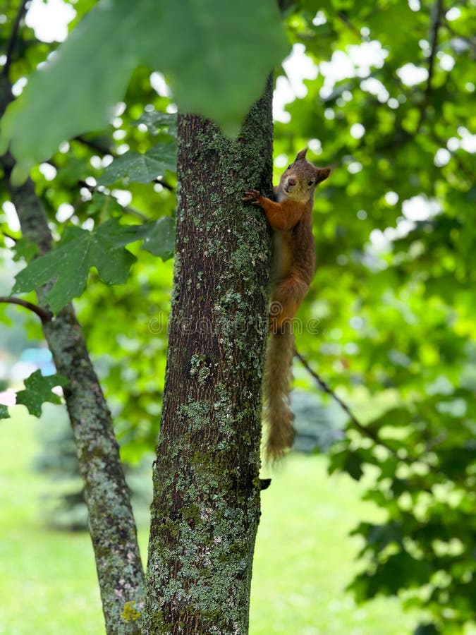 Squirrel is Climbing Up a Tree Stock Photo - Image of squirrel, beauty ...