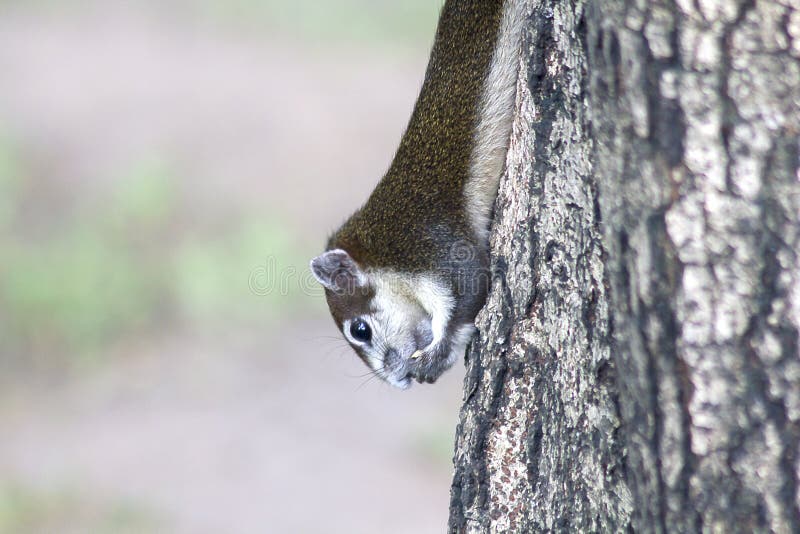 The Squirrel is Climbing Up the Tree. Stock Image - Image of furry ...