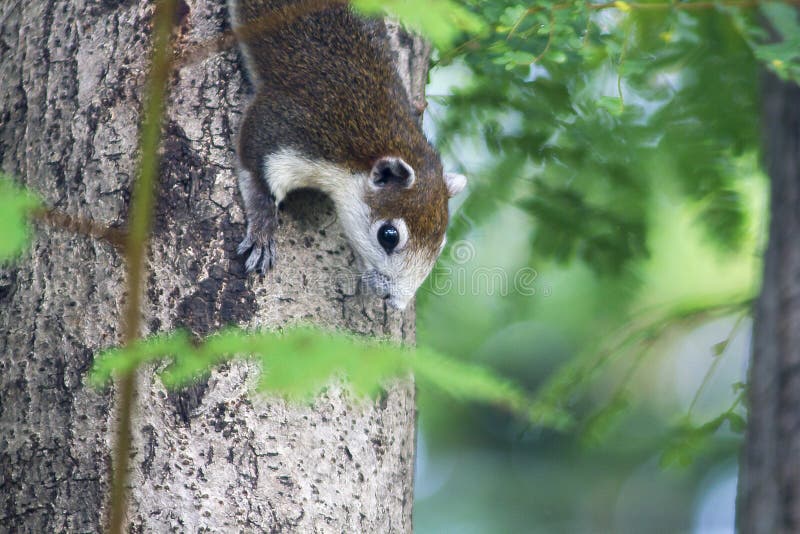 The Squirrel is Climbing Up the Tree. Stock Photo - Image of autumn ...