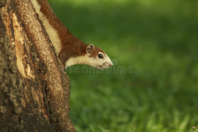 The Squirrel is Climbing Up the Tree. Stock Image - Image of forest ...