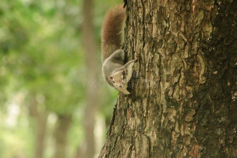 Squirrel Climbs in Trees ,Finlayson Squirrel Climbs in Trees, Stock ...