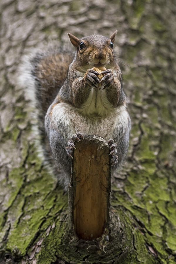 Squirrel stock image. Image of looking, summer, park - 60879731