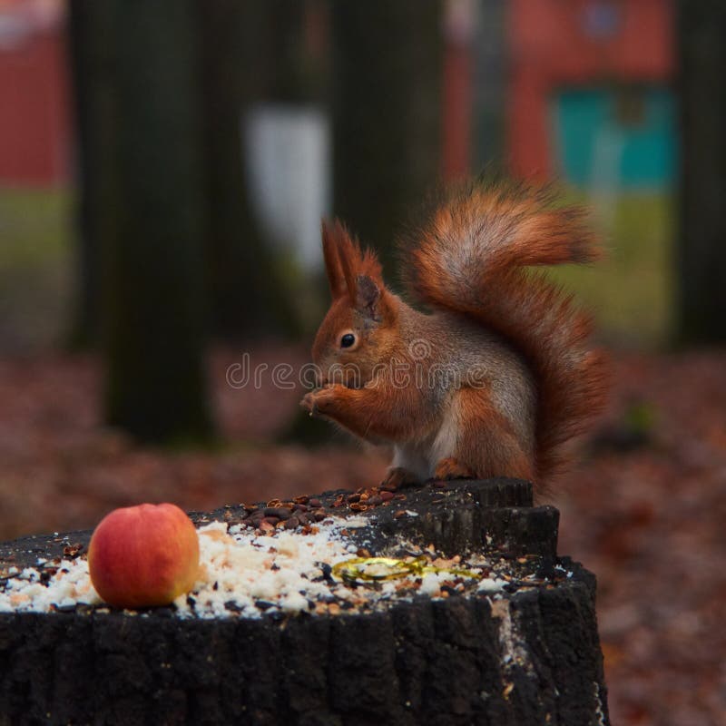 Squirrel Close-up, Gnaws Nuts in the Fall Stock Photo - Image of branch ...