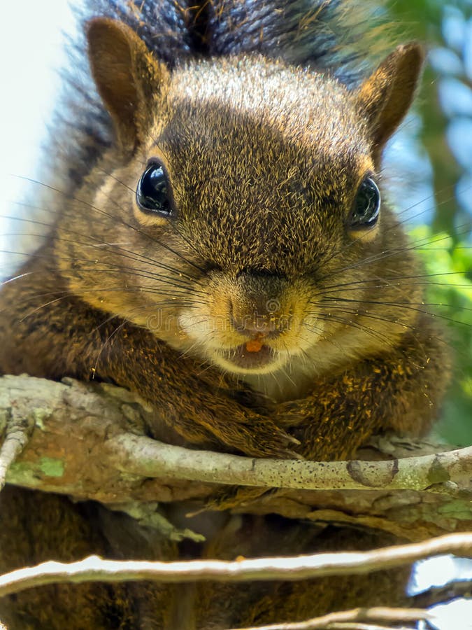 Squirrel Closeup on a Branch Stock Image - Image of looking, mammal ...