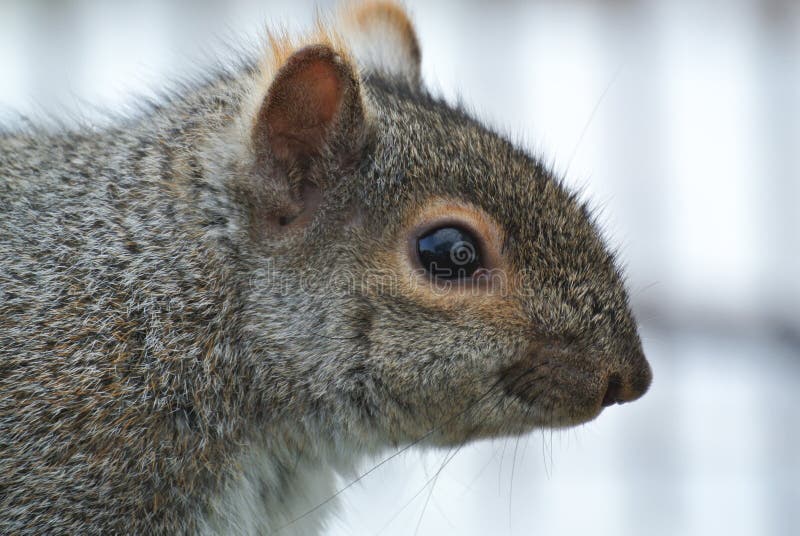 Squirrel closeup stock image. Image of closeup, rodent - 31813725