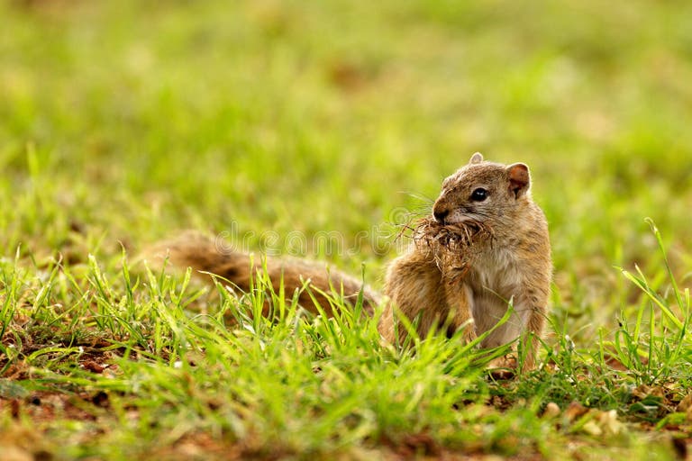 Squirrel Collecting Nesting Material Stock Image - Image of vigilant ...