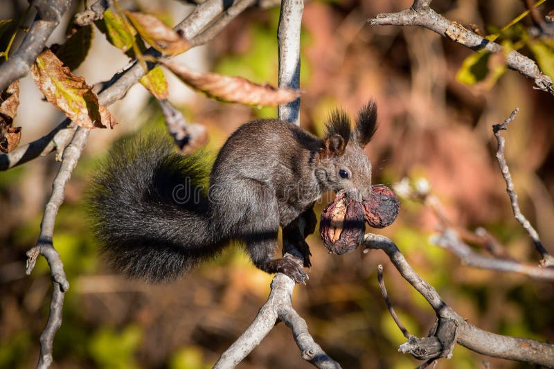 Squirrel Collecting Nuts in Autumn. Stock Image - Image of animal ...