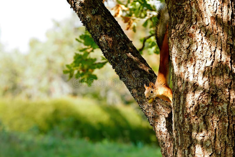 A Squirrel Coming Down from an Oak Tree Stock Photo - Image of texture ...