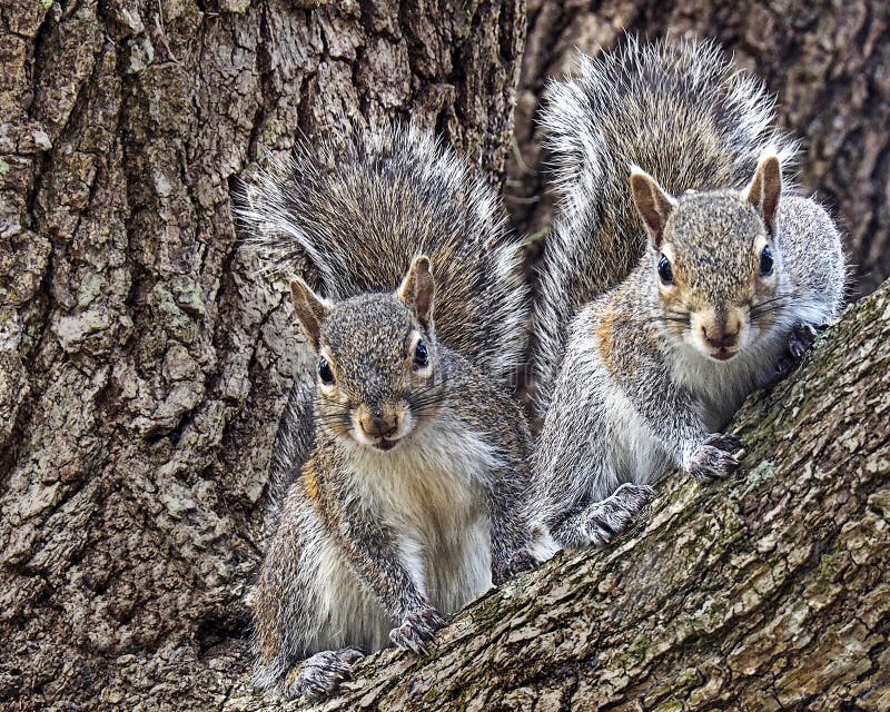 Squirrel Couple stock photo. Image of squirrels, tree - 248398386