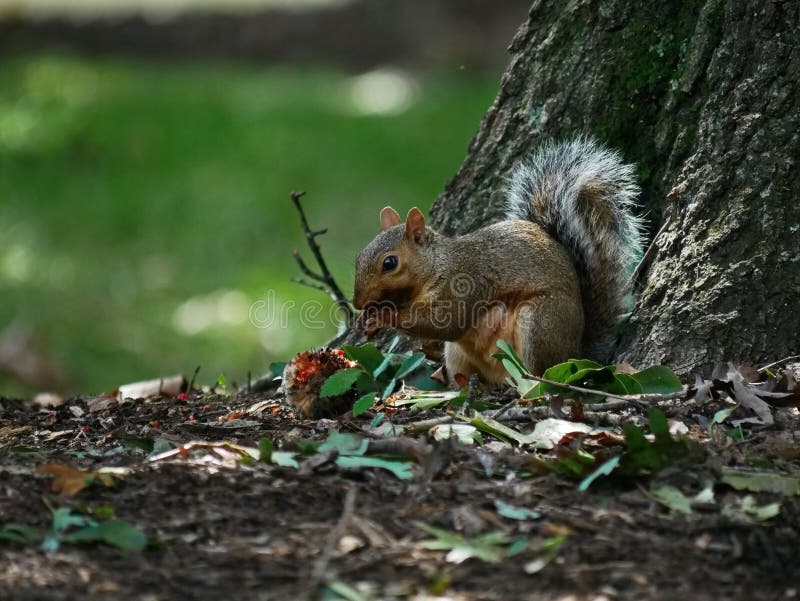 Squirrel at Lunch Under a Tree Stock Image - Image of food, eating ...