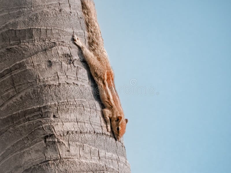 Squirrel Crawling Tree Stock Photos - Free & Royalty-Free Stock Photos ...