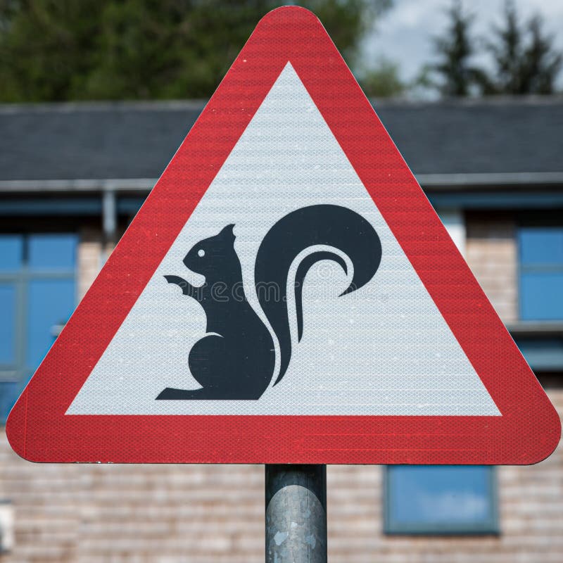 Squirrel crossing sign stock image. Image of awareness - 220871861