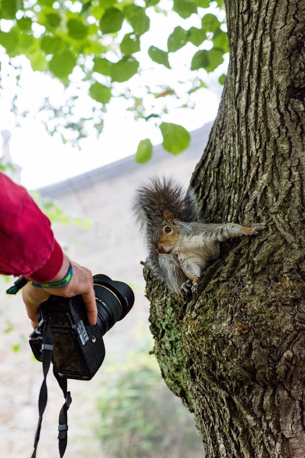 Squirrel Pointing Stock Photos - Free & Royalty-Free Stock Photos from ...