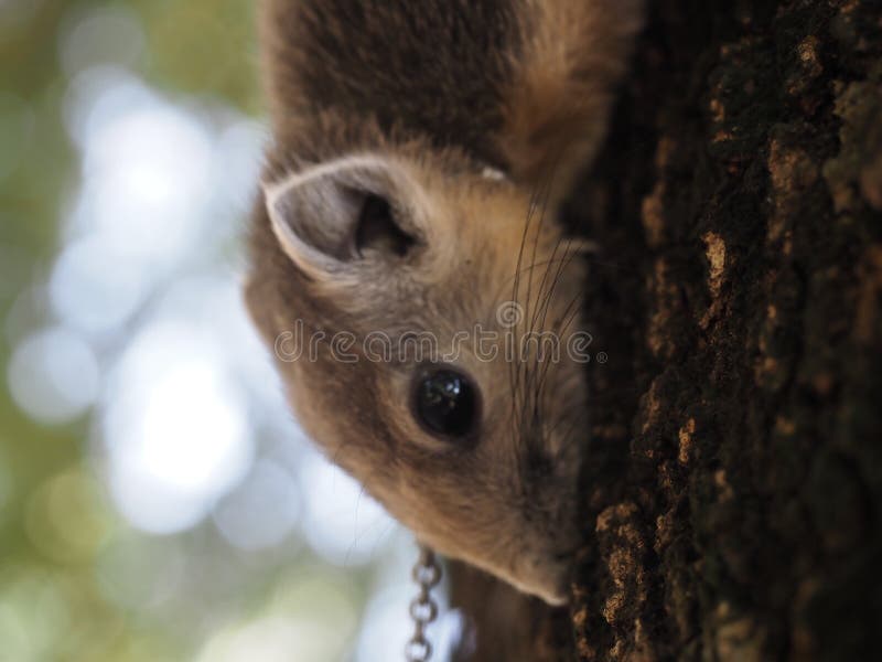 Squirrel Cute Animal Face on Tree Stock Photo - Image of cute, animal ...