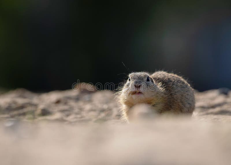 Small Cute Squirrel is Looking for the Gras Stock Image - Image of ...