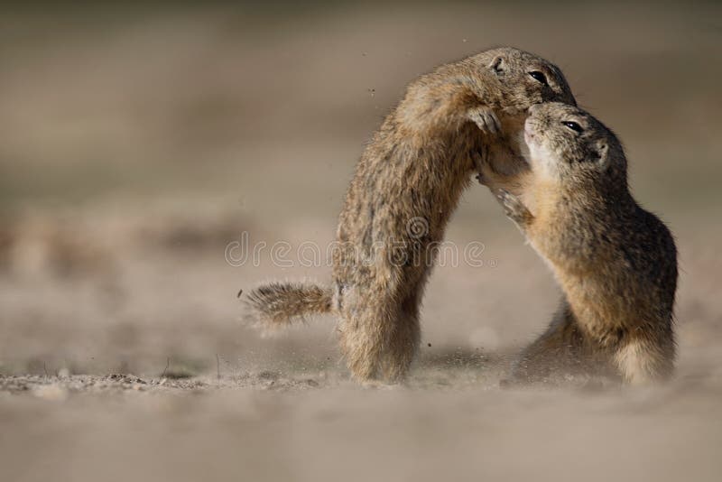 Two Small Cute Squirrel are Fighting Stock Image - Image of wildlife ...