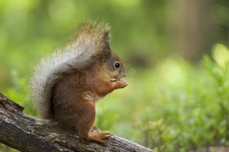 Squirrel stock image. Image of animal, small, close, green - 54002995