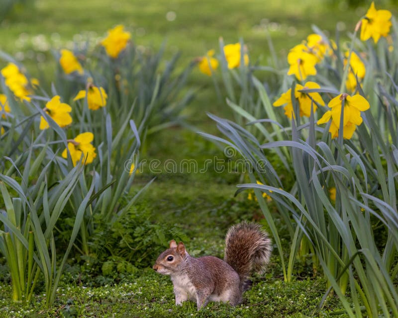 Squirrel with Daffodils in a Park Stock Image - Image of grey, rodents ...