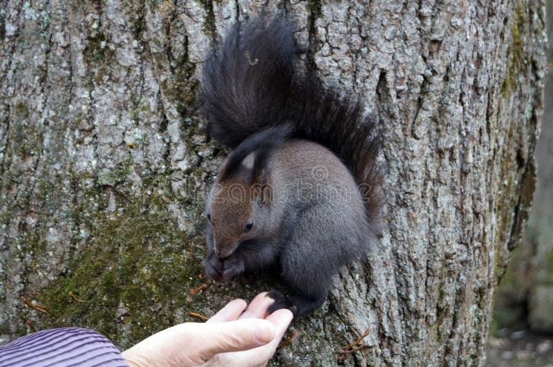 Squirrel with Dark Hair and a Fluffy Tail Stock Image - Image of view ...