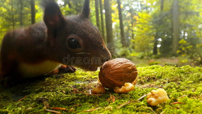 Squirrel Dark Sniffing Walnut Stock Photo - Image of green, sniff ...