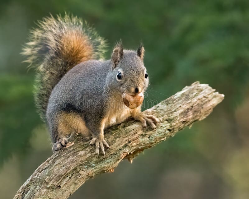 Squirrel Cache Stock Photos - Free & Royalty-Free Stock Photos from ...