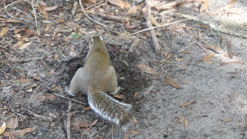 A Squirrel Digging in the Dirt Next To a Swamp Stock Footage - Video of ...