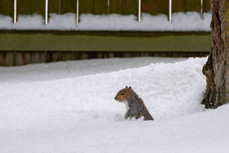 Squirrel digging stock photo. Image of brown, horizontal - 11441802