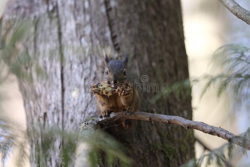 Squirrel and dinner stock photo. Image of cone, dinner - 129897124