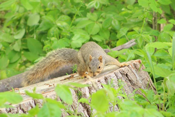 Spider-Squirrel stock image. Image of famous, spider - 249402985