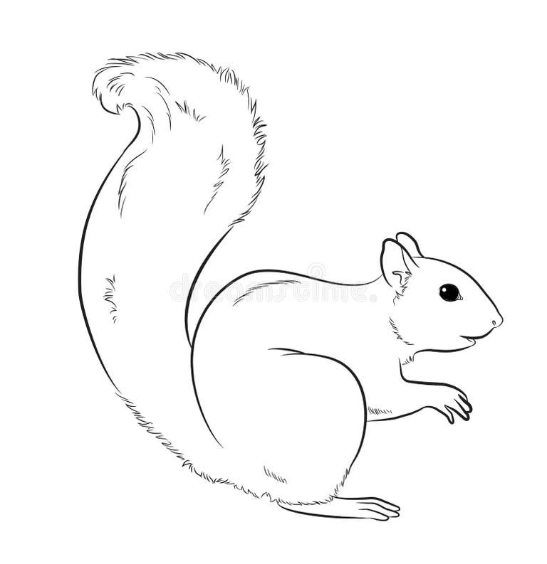 Squirrel Line Drawing Stock Illustrations – 7,461 Squirrel Line Drawing ...