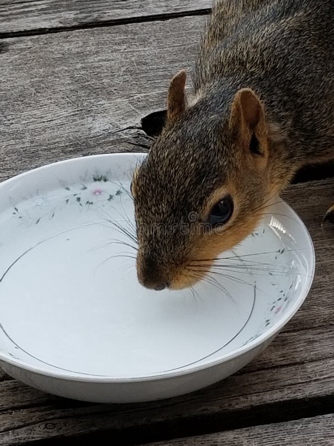 346 Squirrel Drinking Photos - Free & Royalty-Free Stock Photos from ...