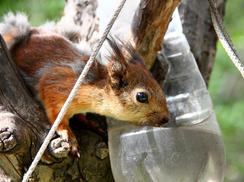 367 Squirrel Drinking Stock Photos - Free & Royalty-Free Stock Photos from Dreamstime